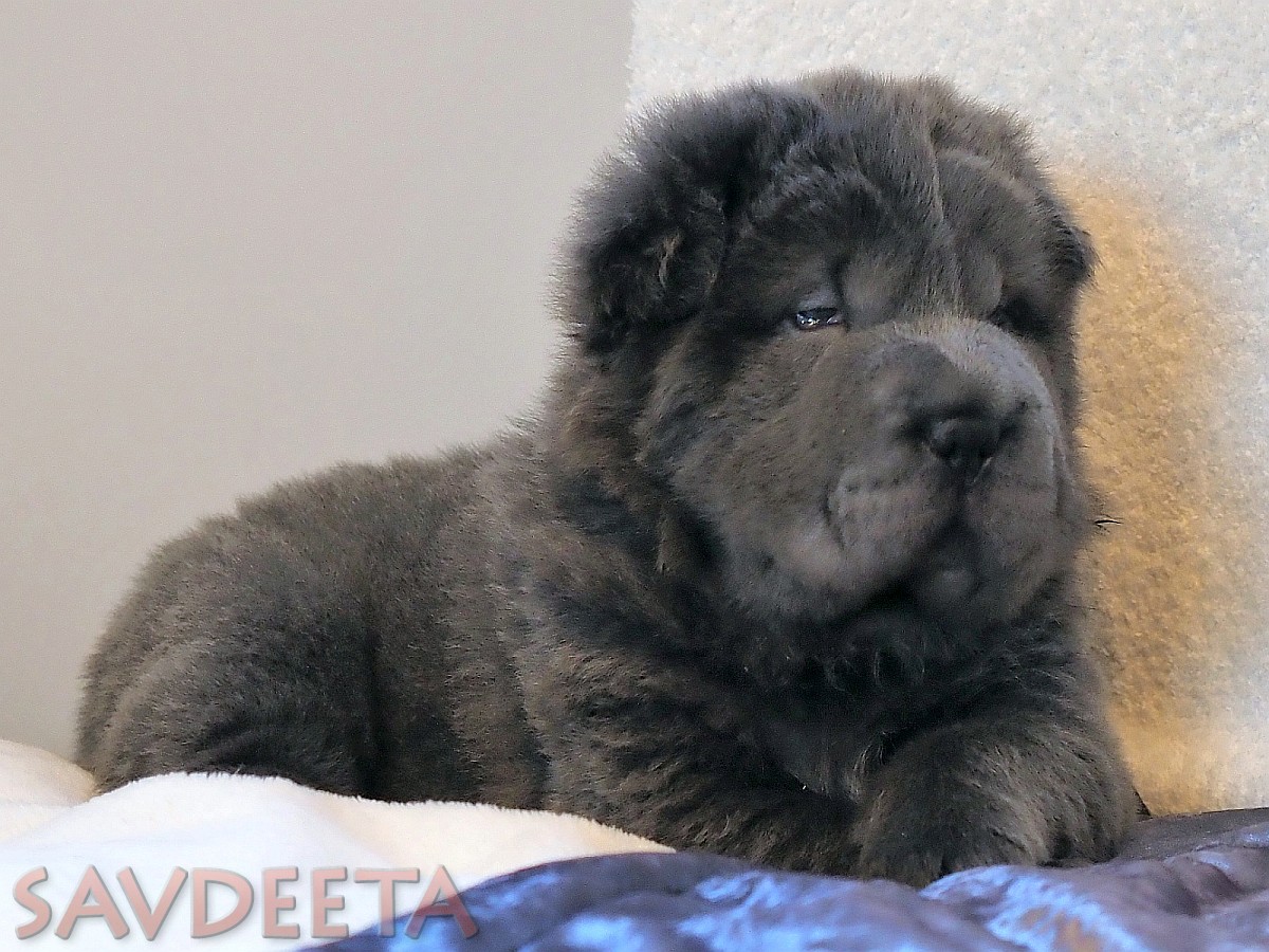 Savdeeta - Available Shar-Pei Puppies